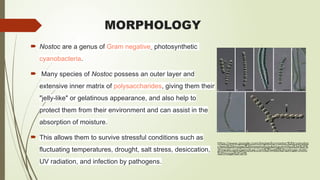 Introduction to Nostoc--A kind of Cyanobacteria|PPT | PPTX