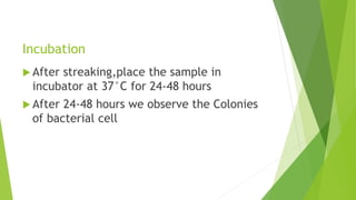 Growing and Harvesting Of Bacterial Culture | PPTX