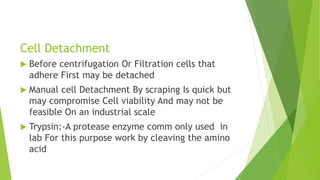 Growing and Harvesting Of Bacterial Culture | PPTX