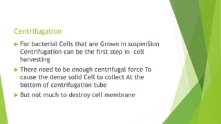 Growing and Harvesting Of Bacterial Culture | PPTX