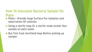 Growing and Harvesting Of Bacterial Culture | PPTX