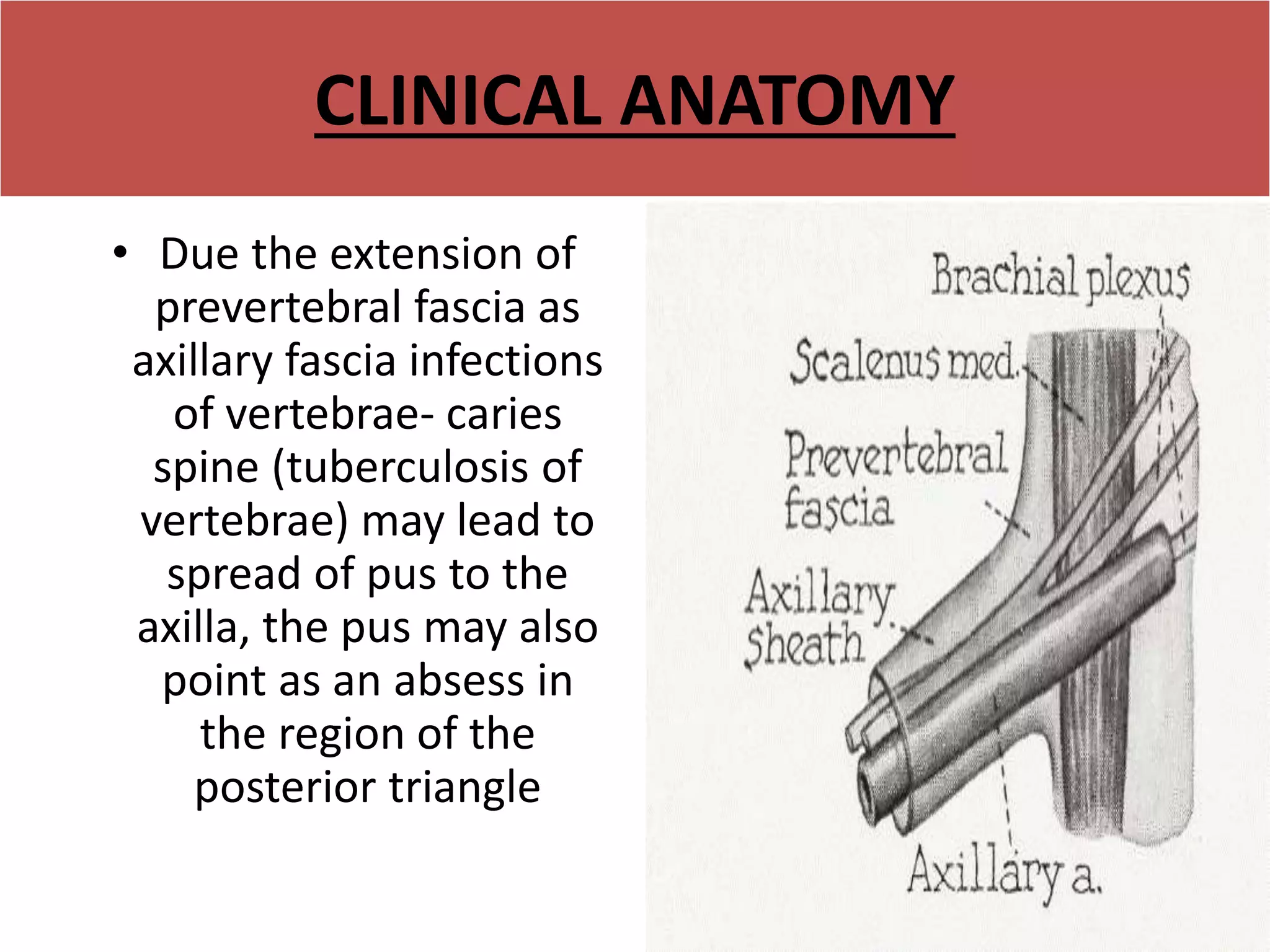 cervical fascia | PPTX