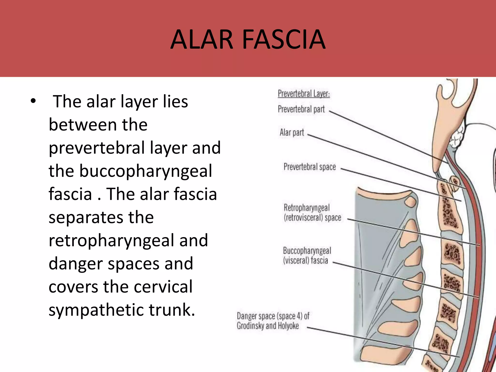 cervical fascia | PPTX