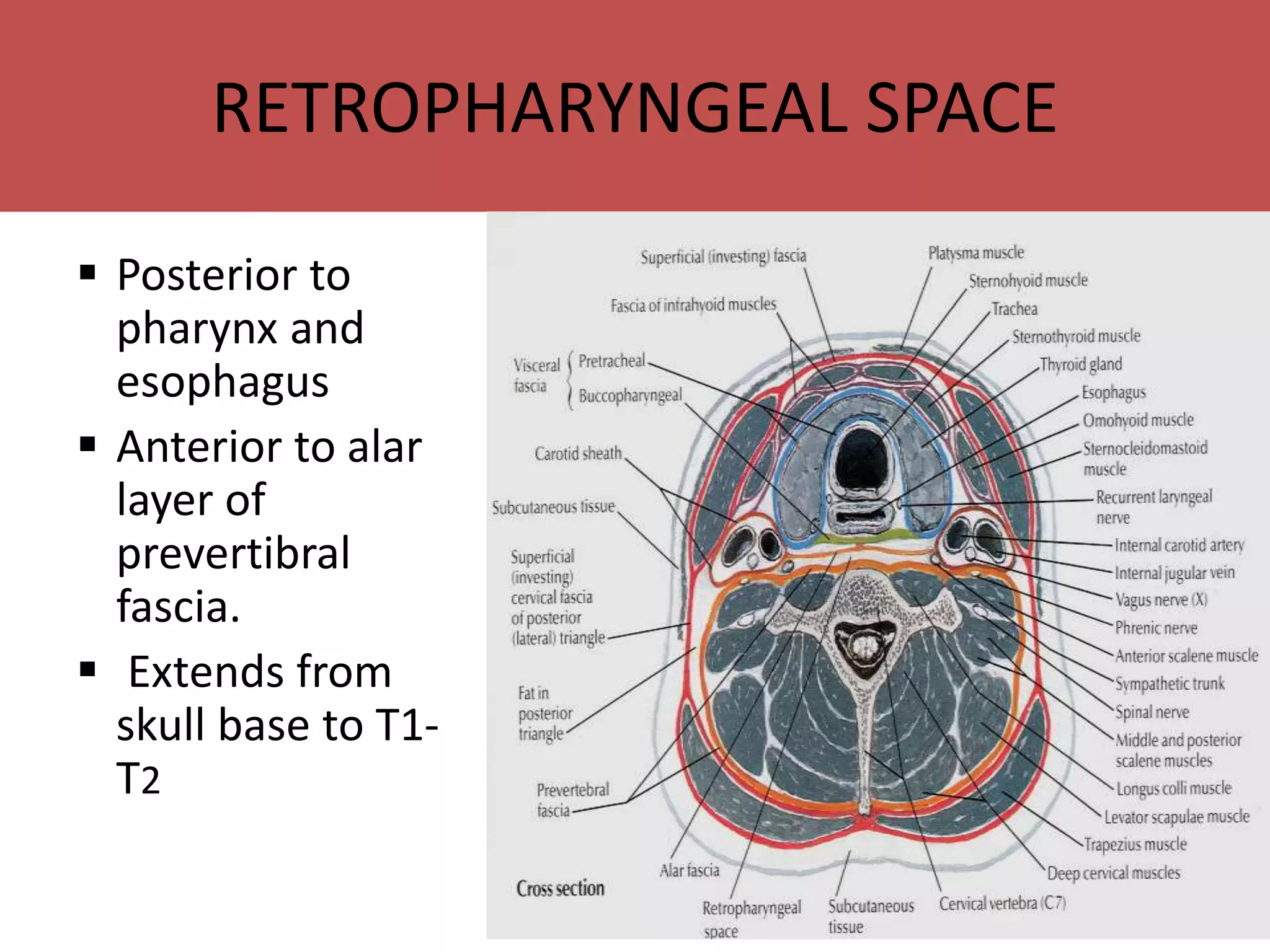 cervical fascia | PPTX