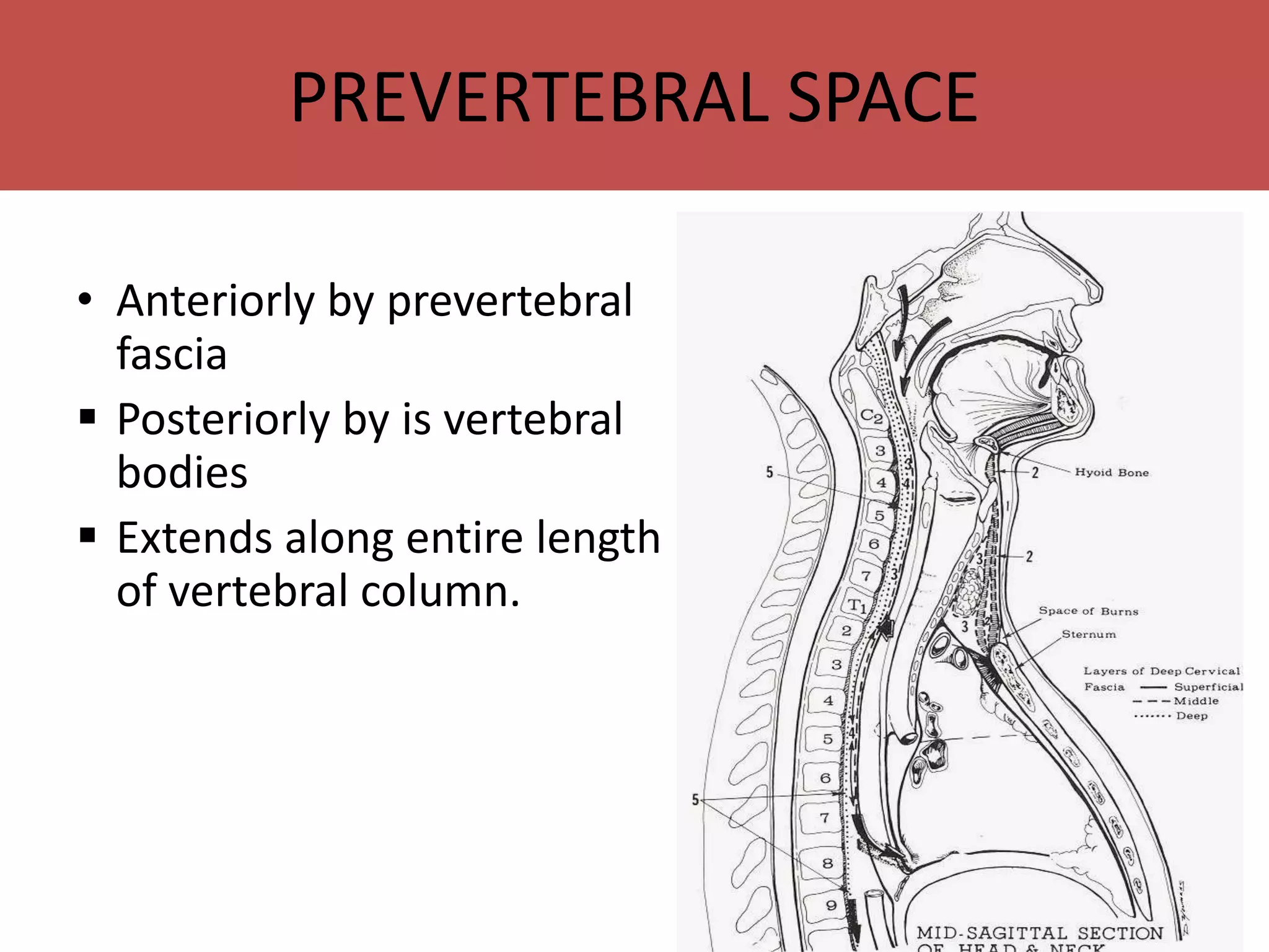 cervical fascia | PPTX