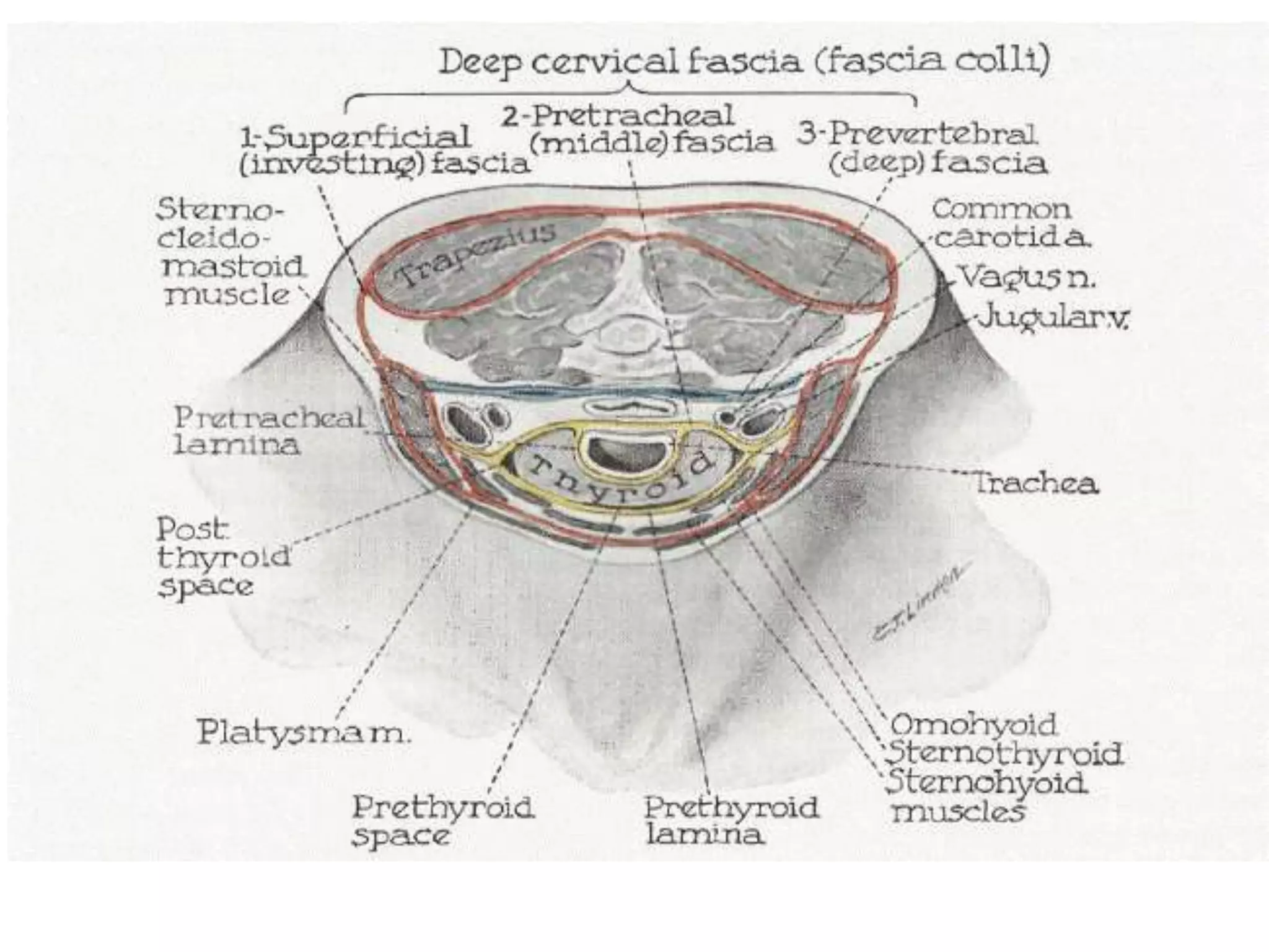 cervical fascia | PPTX