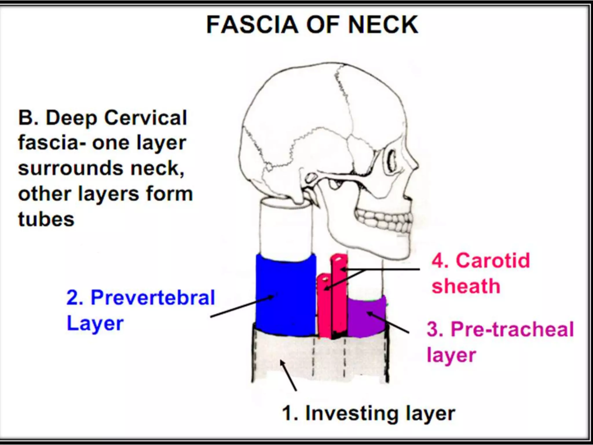 cervical fascia | PPTX