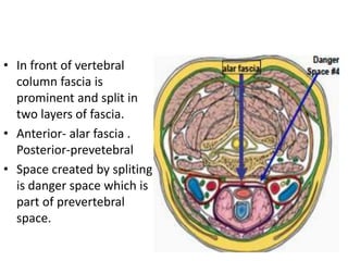 cervical fascia | PPTX
