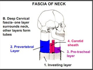Prevertebral Fascia