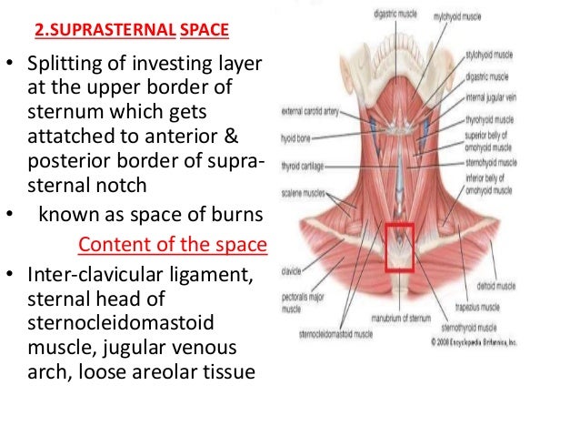 cervical fascia
