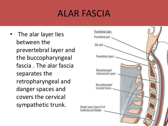 cervical fascia