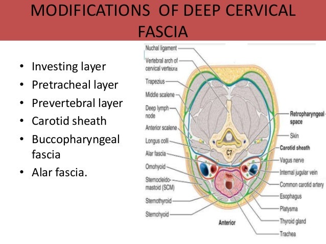 cervical fascia