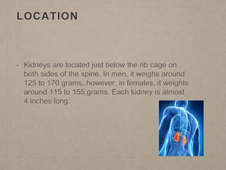 Kidneys by Rana Al Hajraf | PPT