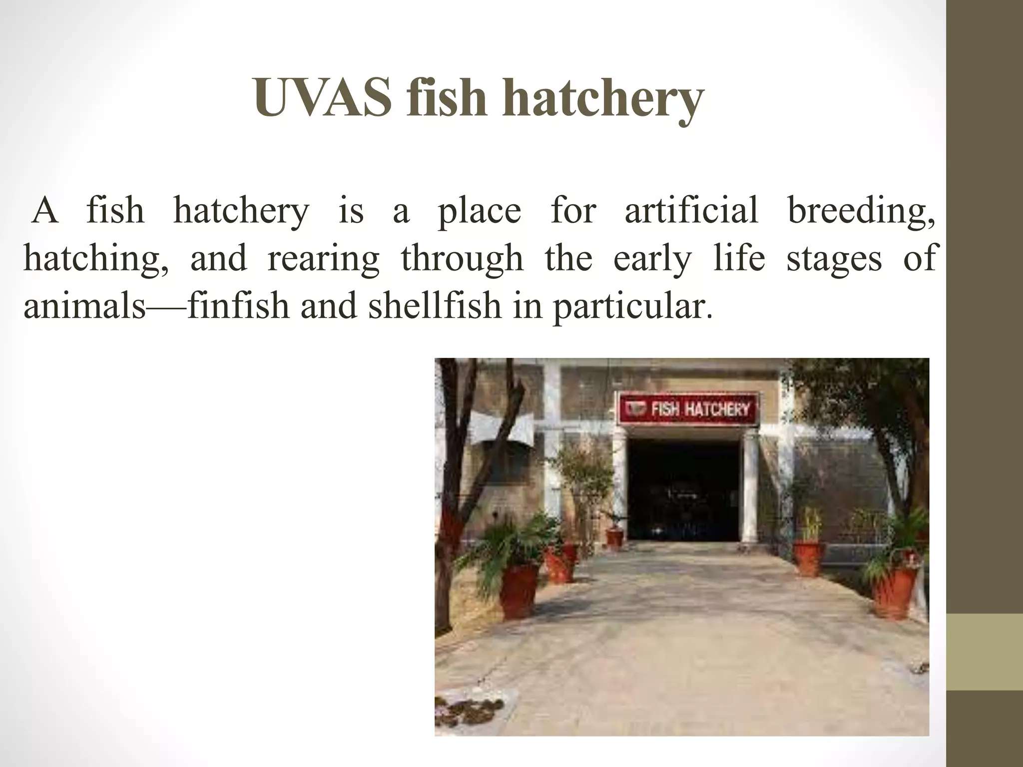 Induce breeding of carps | PPTX