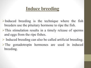 Induce breeding of carps | PPTX