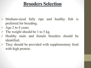 Induce breeding of carps | PPTX