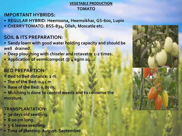 protected cultivation of high value vegetables | PPT