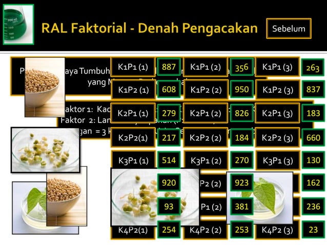Rancangan acak lengkap faktorial | PPTX | Agriculture | Industries