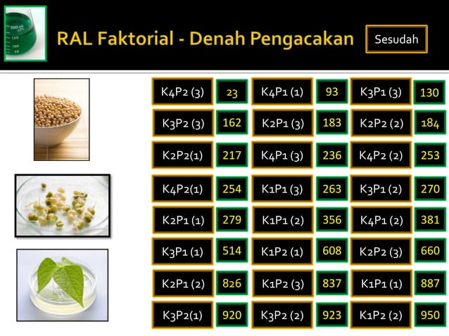 Rancangan acak lengkap faktorial | PPTX | Agriculture | Industries