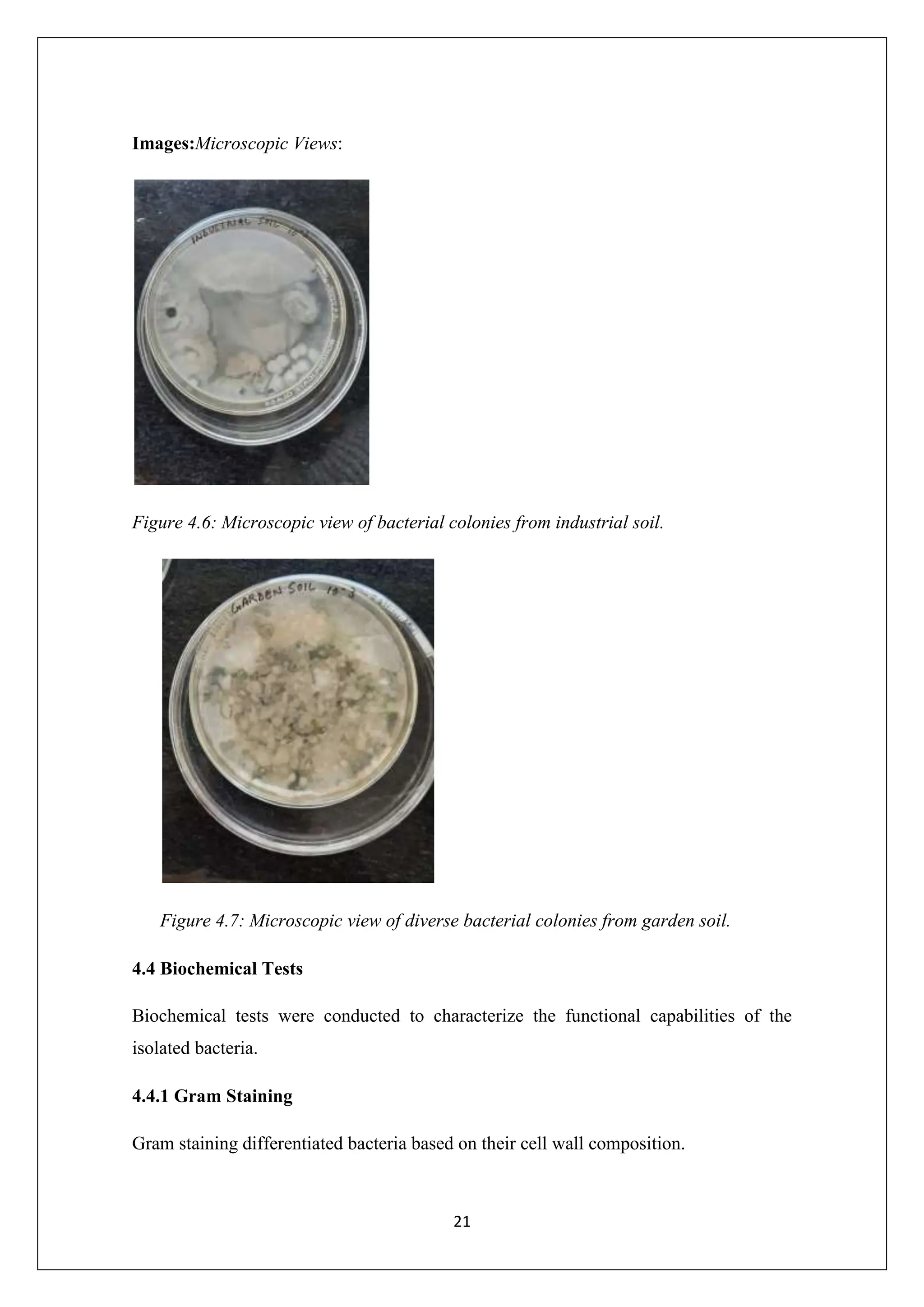 ISOLATION OF BACTERIA FROM SOIL DISSERTATION FILE PDF | PDF