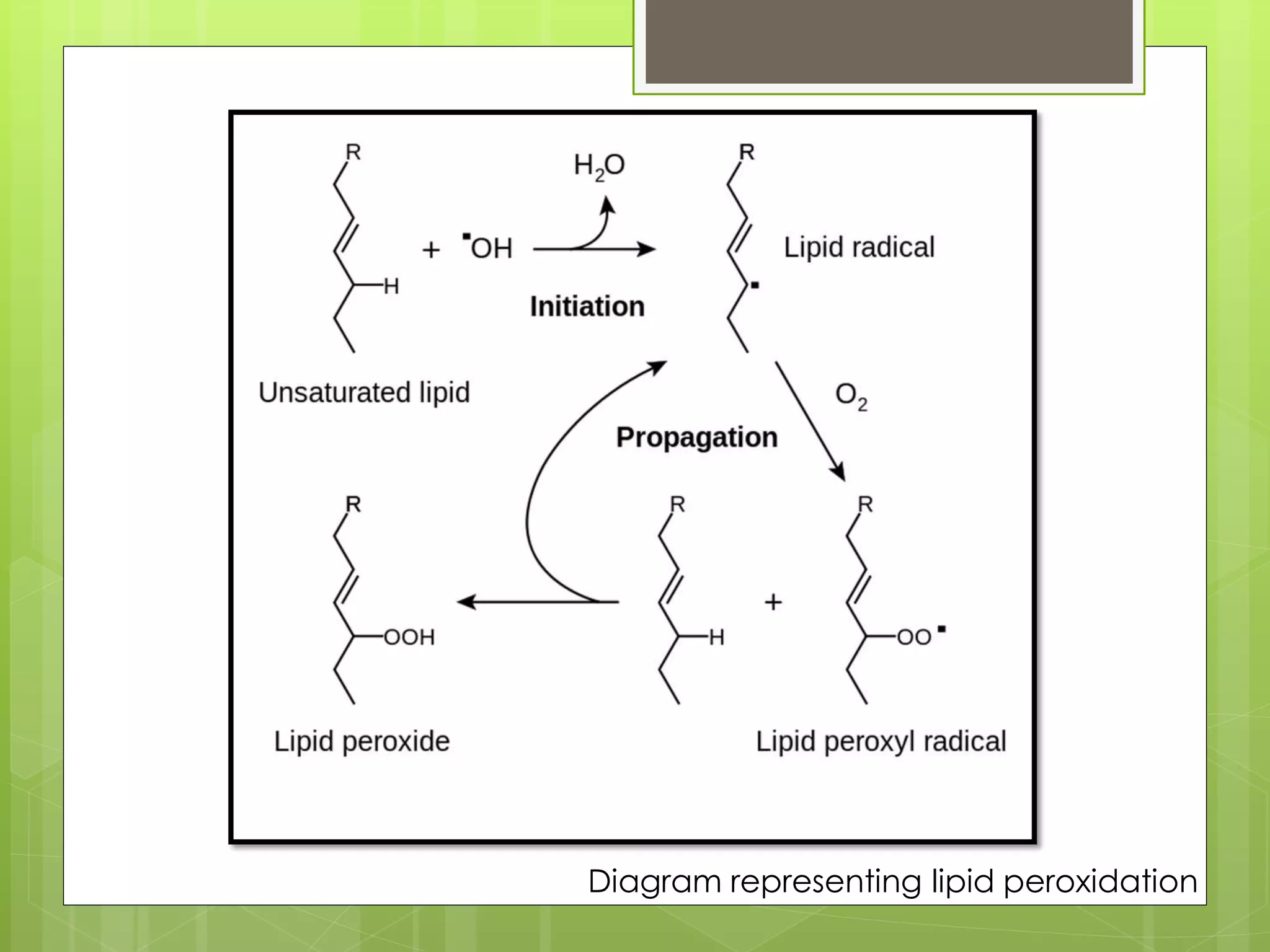 Rancidity & Lipid Peroxidation | PPTX