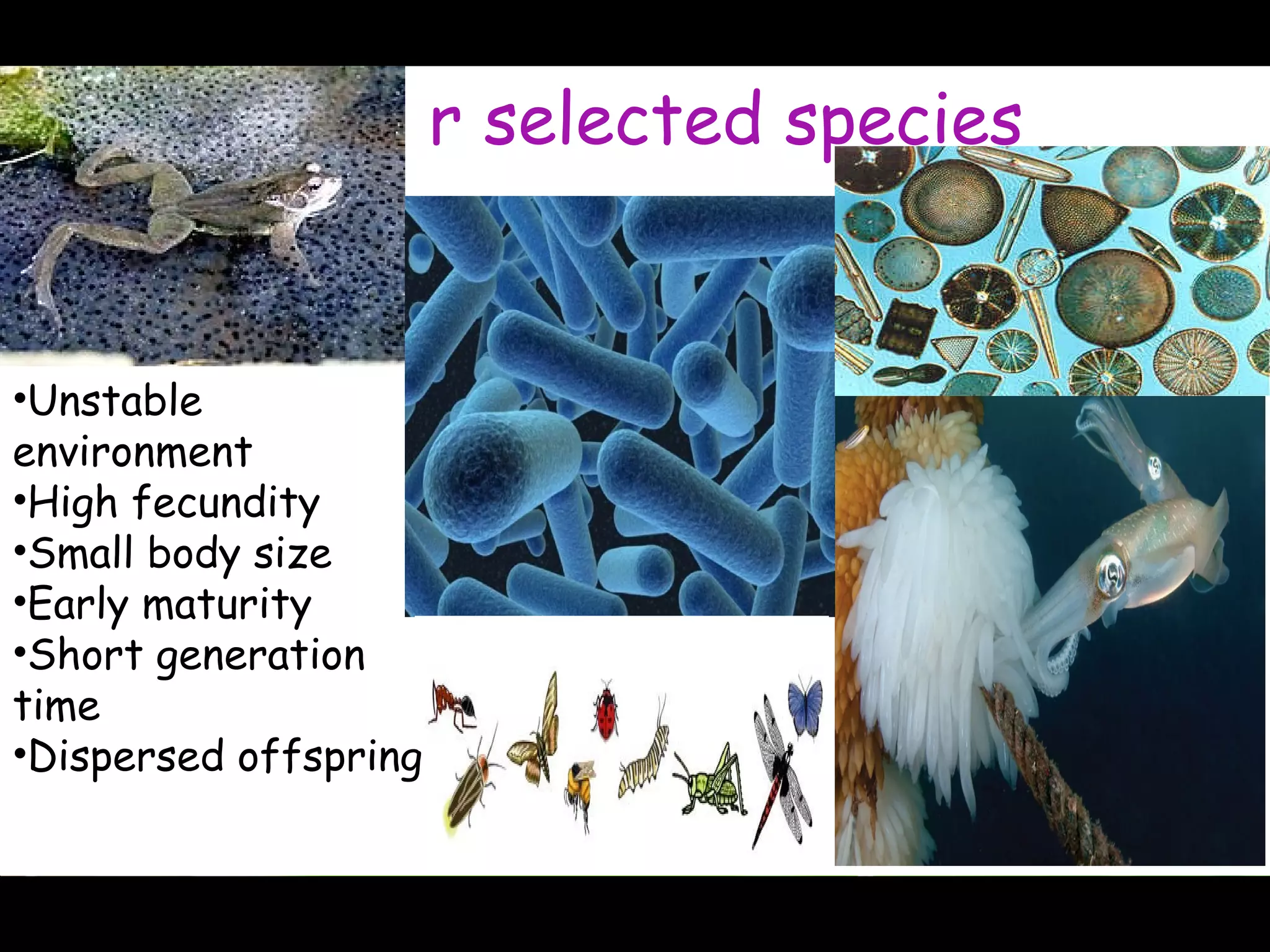 r and k selection | PPT