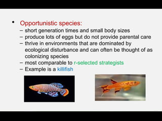 R Strategist Examples