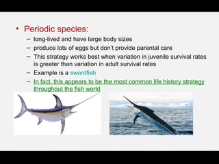 R Strategist Examples