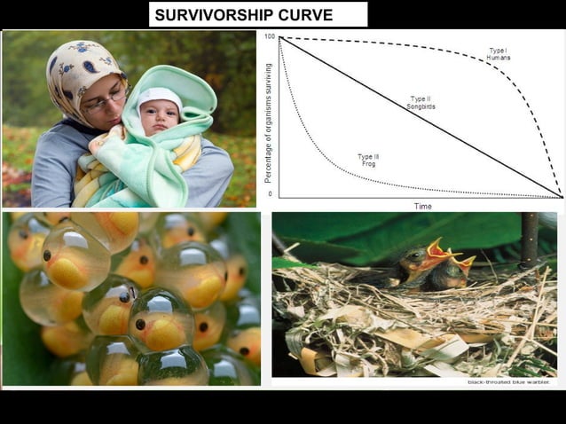r and k selection | PPT | Biological Sciences | Science