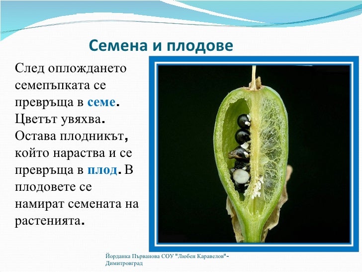 размножаване на растенията