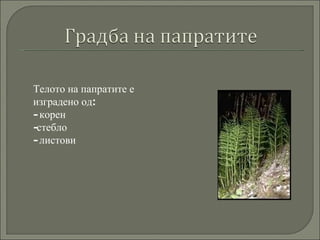 папрати | PPT