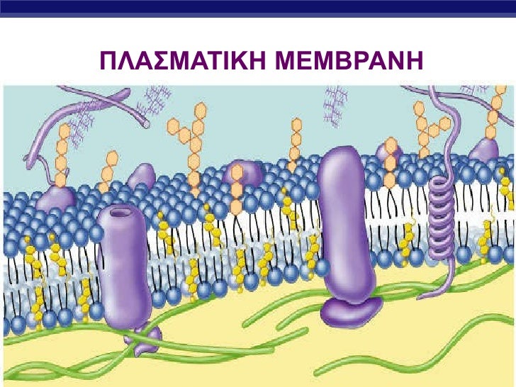κυτταρική θεωρία μοντέλο ρευστού μωσαικού