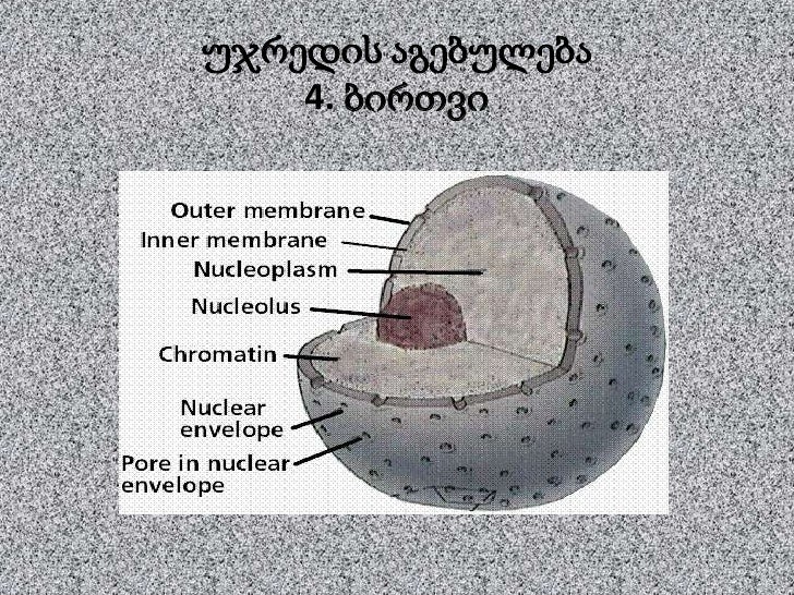 უჯრედის აგებულება