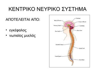 νευρικό σύστημα | PPT