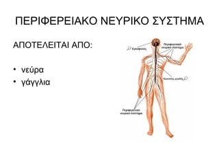 νευρικό σύστημα | PPT