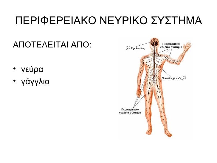νευρικό σύστημα