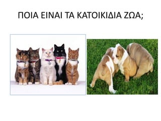 κατοικιδια ζωα | PPTX