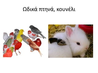 κατοικιδια ζωα | PPTX