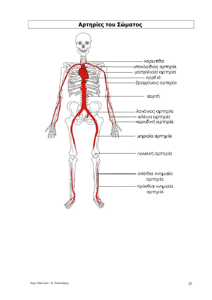 ανατομια ανθρωπινου-σωματοσ