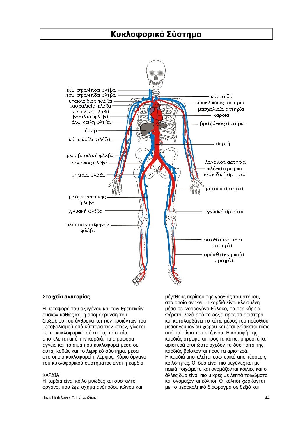 ανατομια ανθρωπινου-σωματοσ