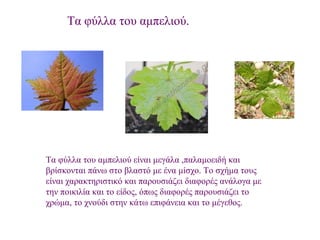 Το αμπέλι | PPT
