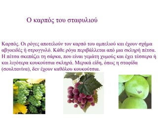 Το αμπέλι | PPT