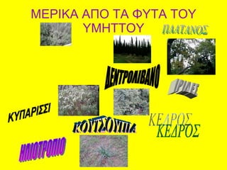 Χλωρίδα του Υμηττού | PPT