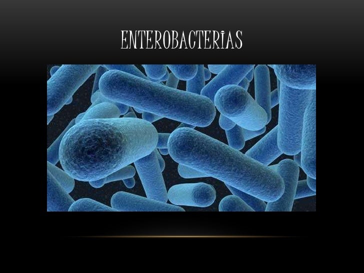 Enterobacterias