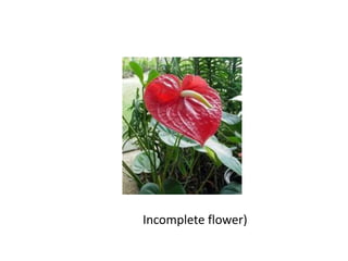 ส่วนประกอบของดอกไม้ | PPTX