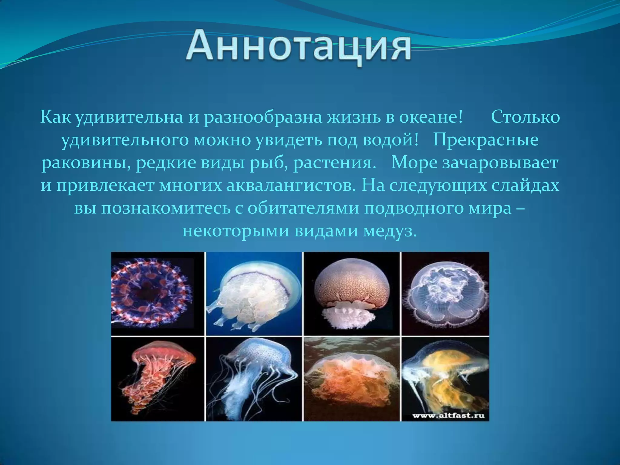 Медузы | PPT