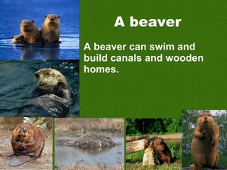 Forest Animals | PPT