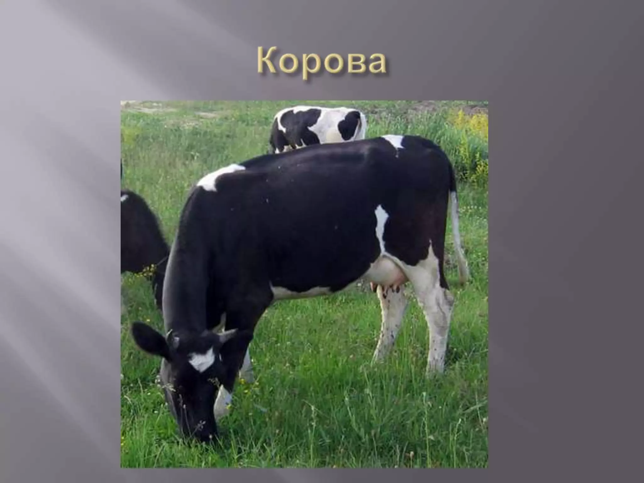 Random 110303020535-phpapp01 | PPTX