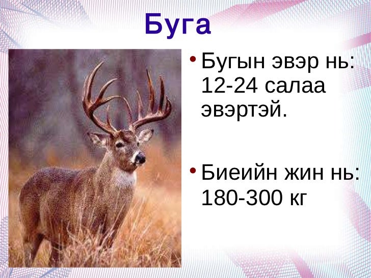 амьтад