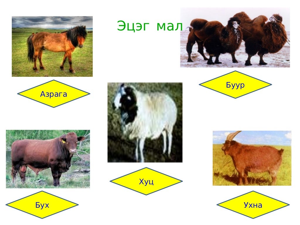 таван хошуу мал